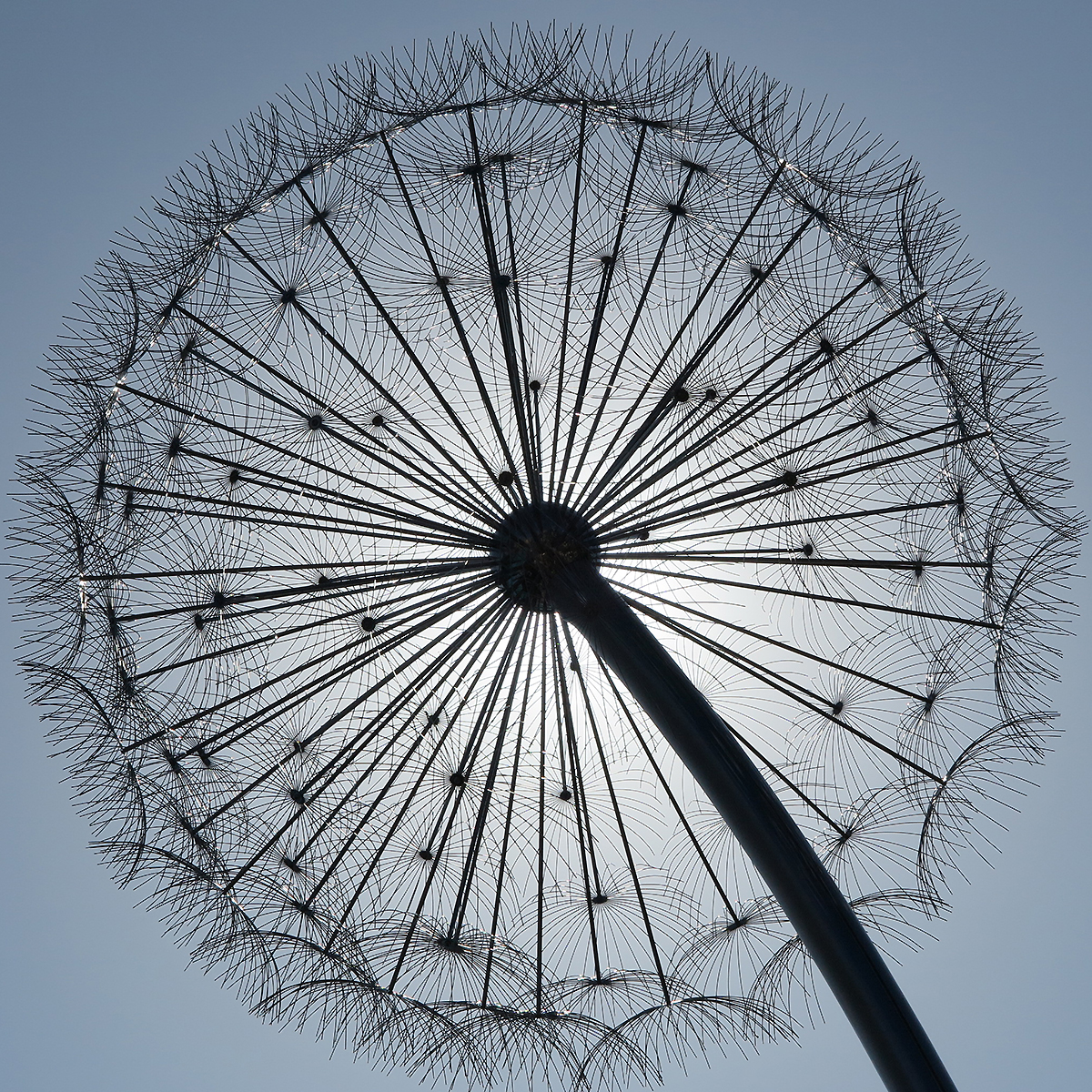 Dandelion Lights - Legacy Landmarks